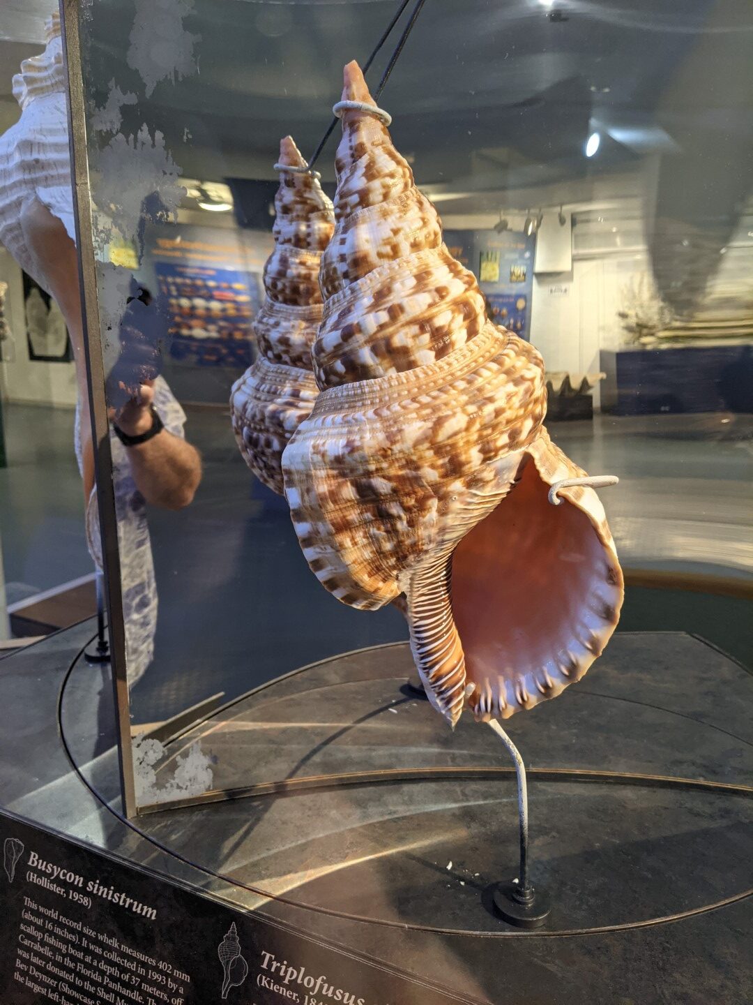 Shells, waffles, swamps and alligators