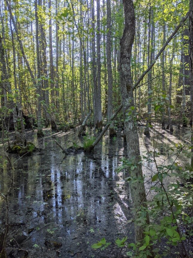 What is a DelMarVa?